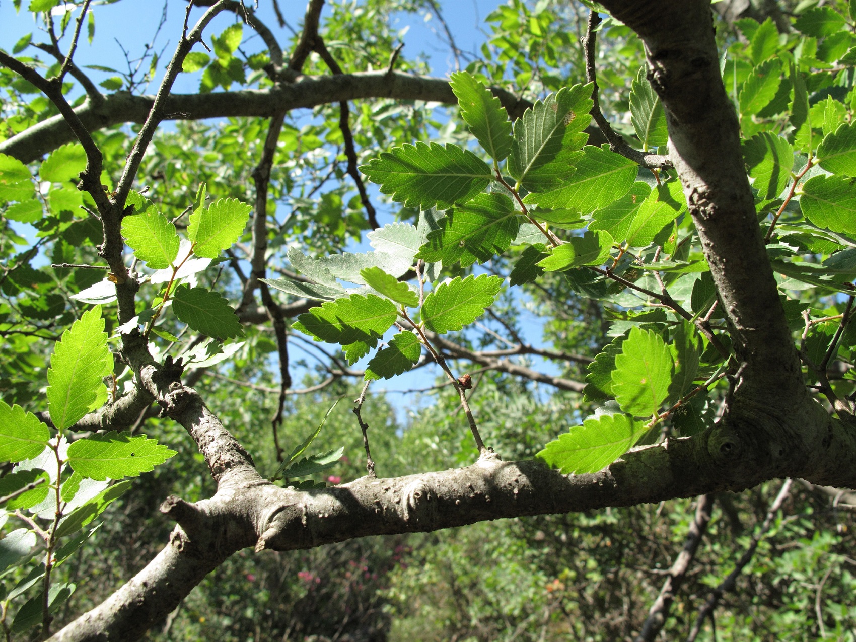 Les arbres reliques (Projets Zelkova et Pterocarya) | Musée d'histoire naturelle Fribourg